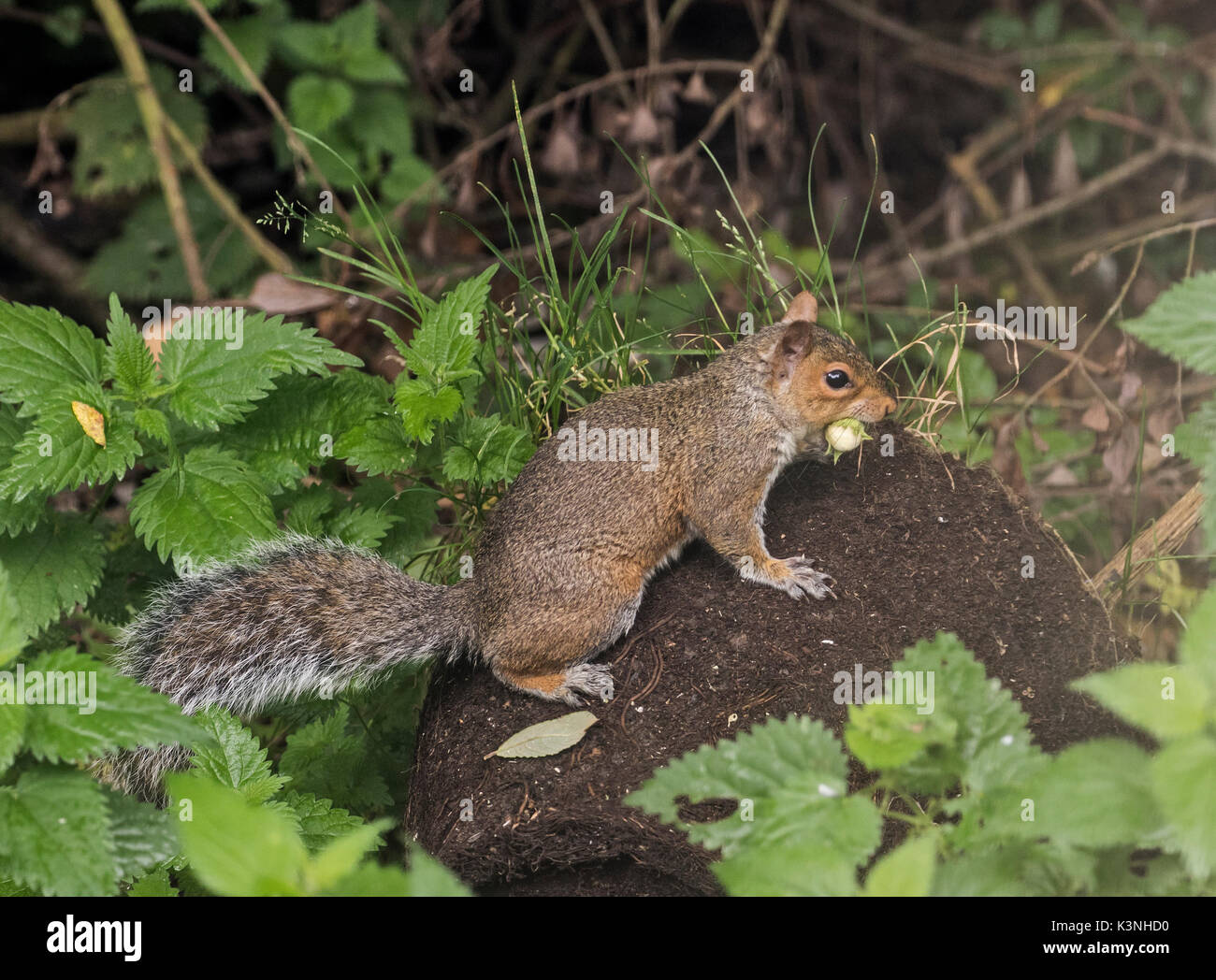 Grey squirrel gathering hazel nuts hi-res stock photography and images ...