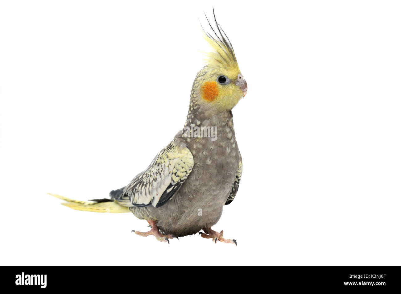 Nymphs parrot breed, closeup. Male. Exotic bird Stock Photo - Alamy