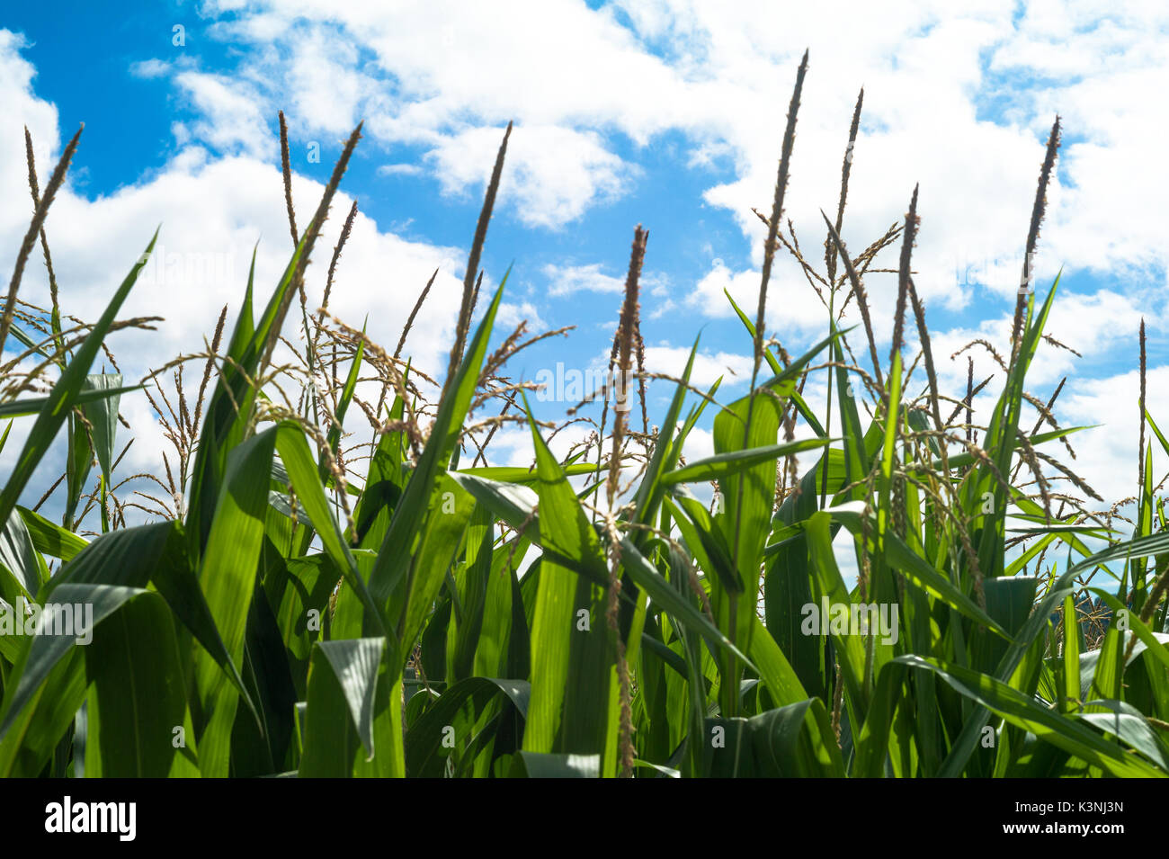 Corn fields in summer, Galizia, Spain Stock Photo - Alamy