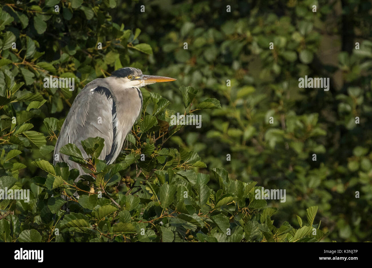 A grey heron (UK) in a tree Stock Photo - Alamy