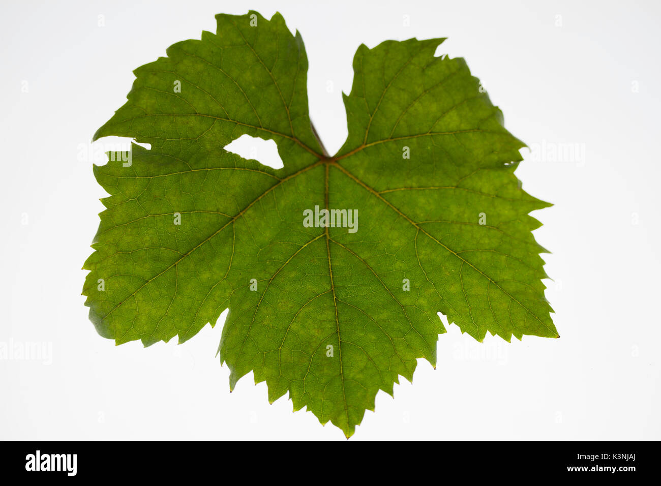 Green leaf leaves grapevine hi-res stock photography and images - Alamy