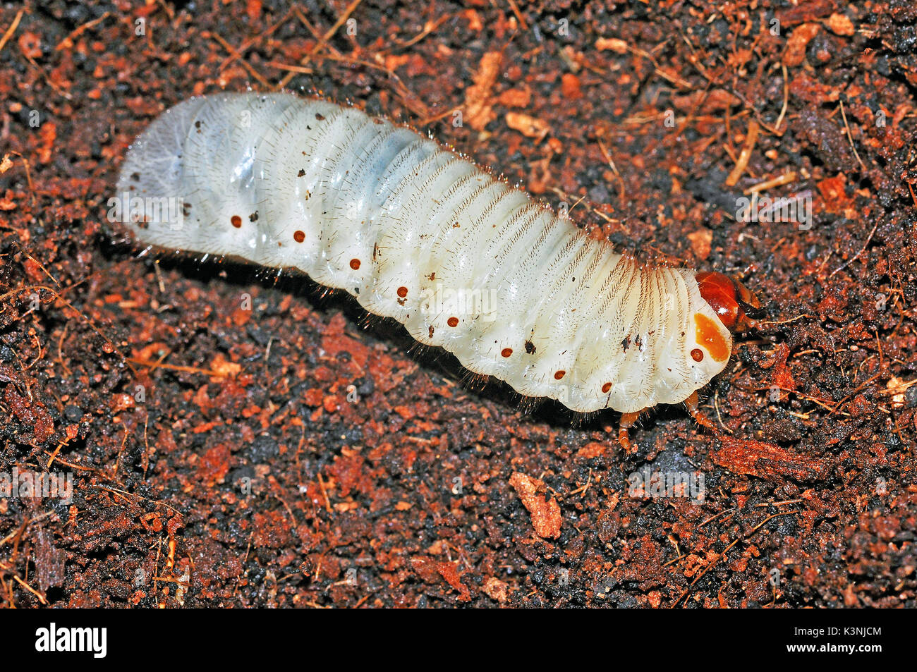 African Sun Beetle (Pachnoda marginata peregrina) larvae Stock Photo ...