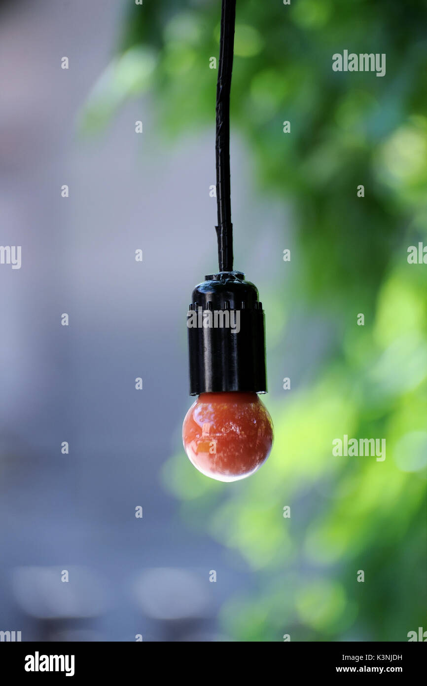 colored light bulbs hanging from a tree Stock Photo - Alamy
