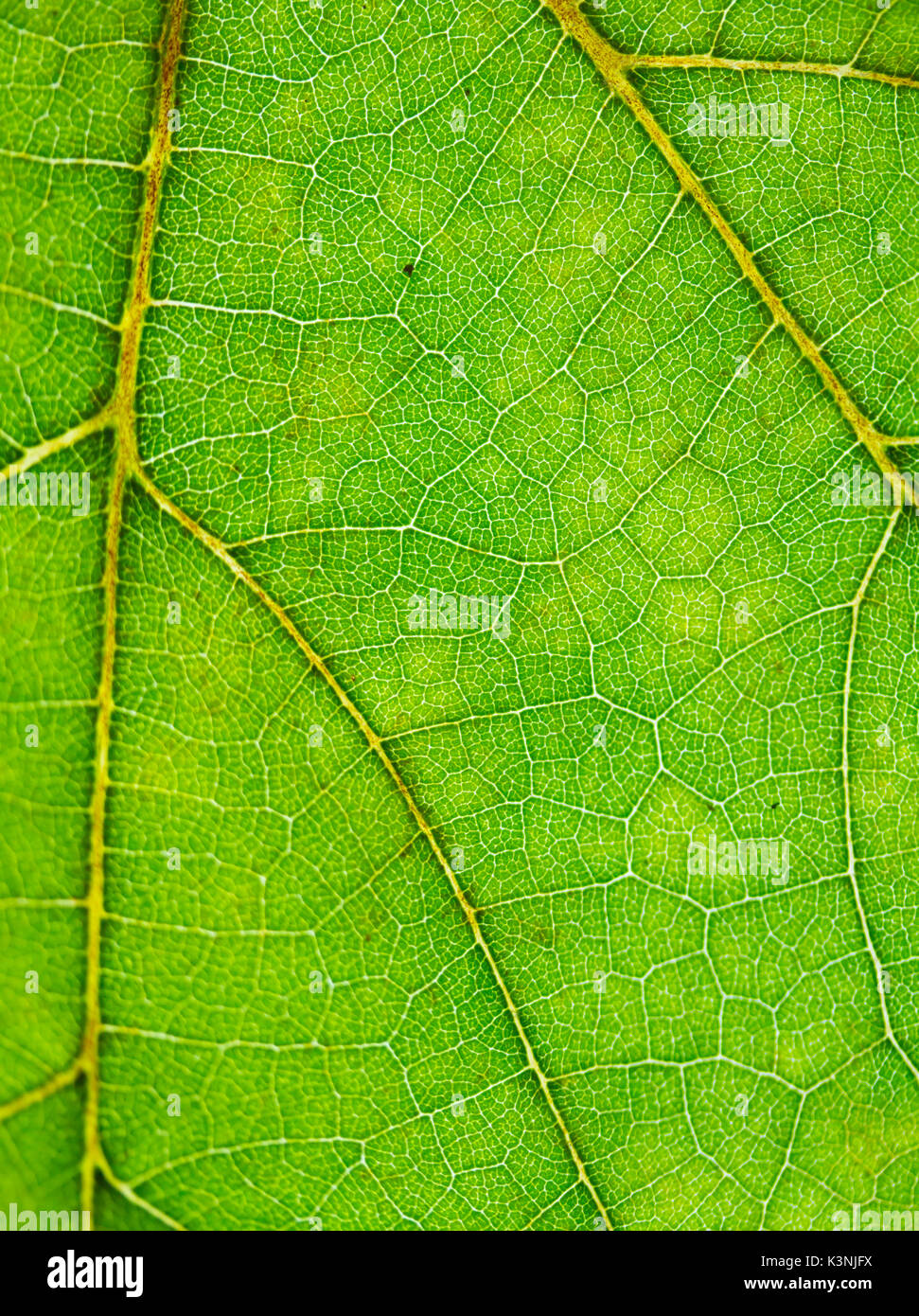 Green leaf leaves grapevine hi-res stock photography and images - Alamy