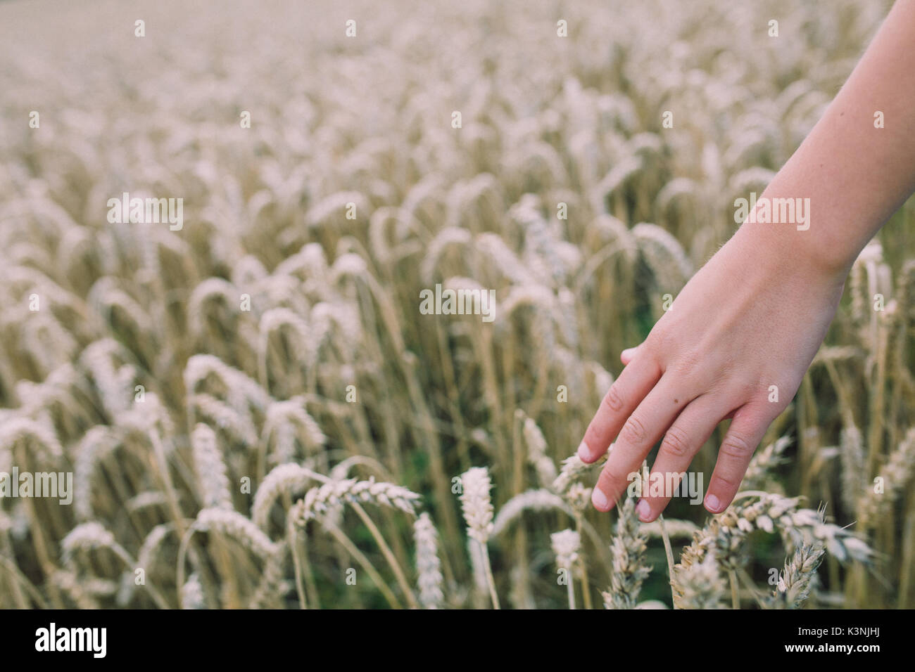 childs hand touching corn in a corn field Stock Photo - Alamy