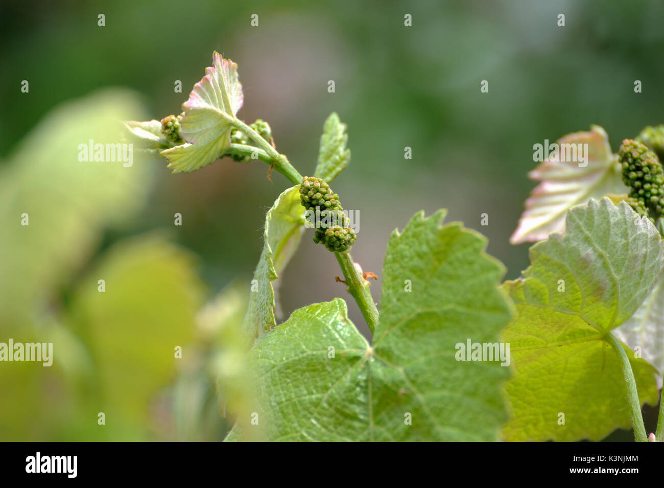 Inflorescence of grapevine hi-res stock photography and images - Alamy
