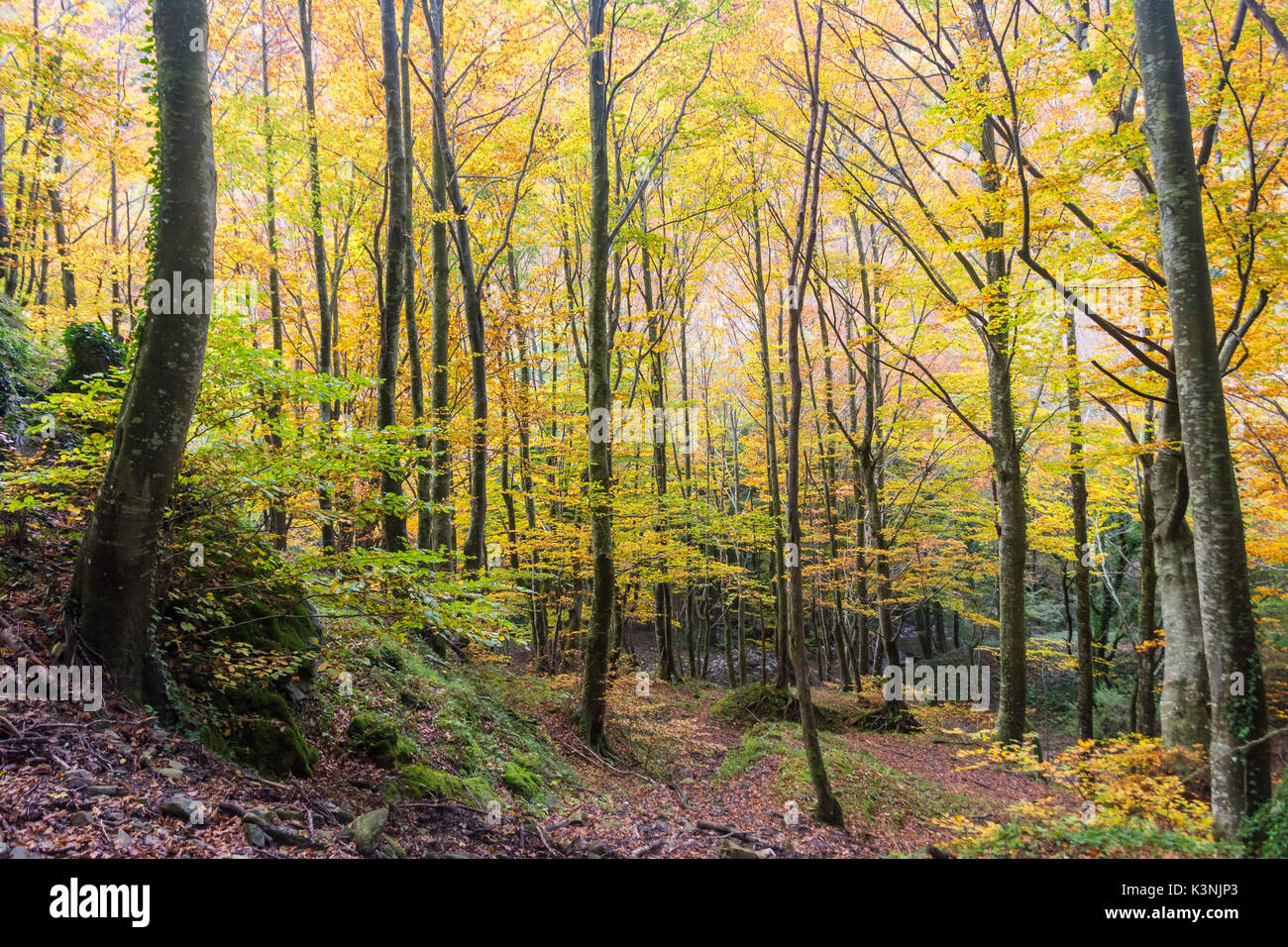 Italian autumn landscape in a forest Stock Photo - Alamy