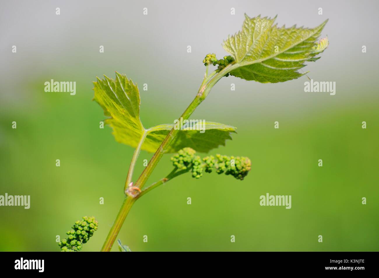 Grape vine in bloom and buds Stock Photo - Alamy