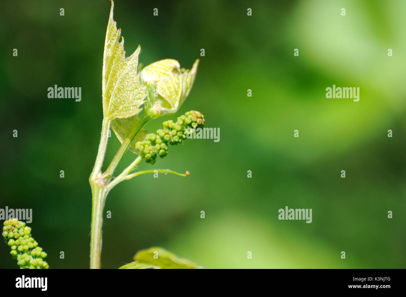 Grape vine in bloom and buds Stock Photo - Alamy