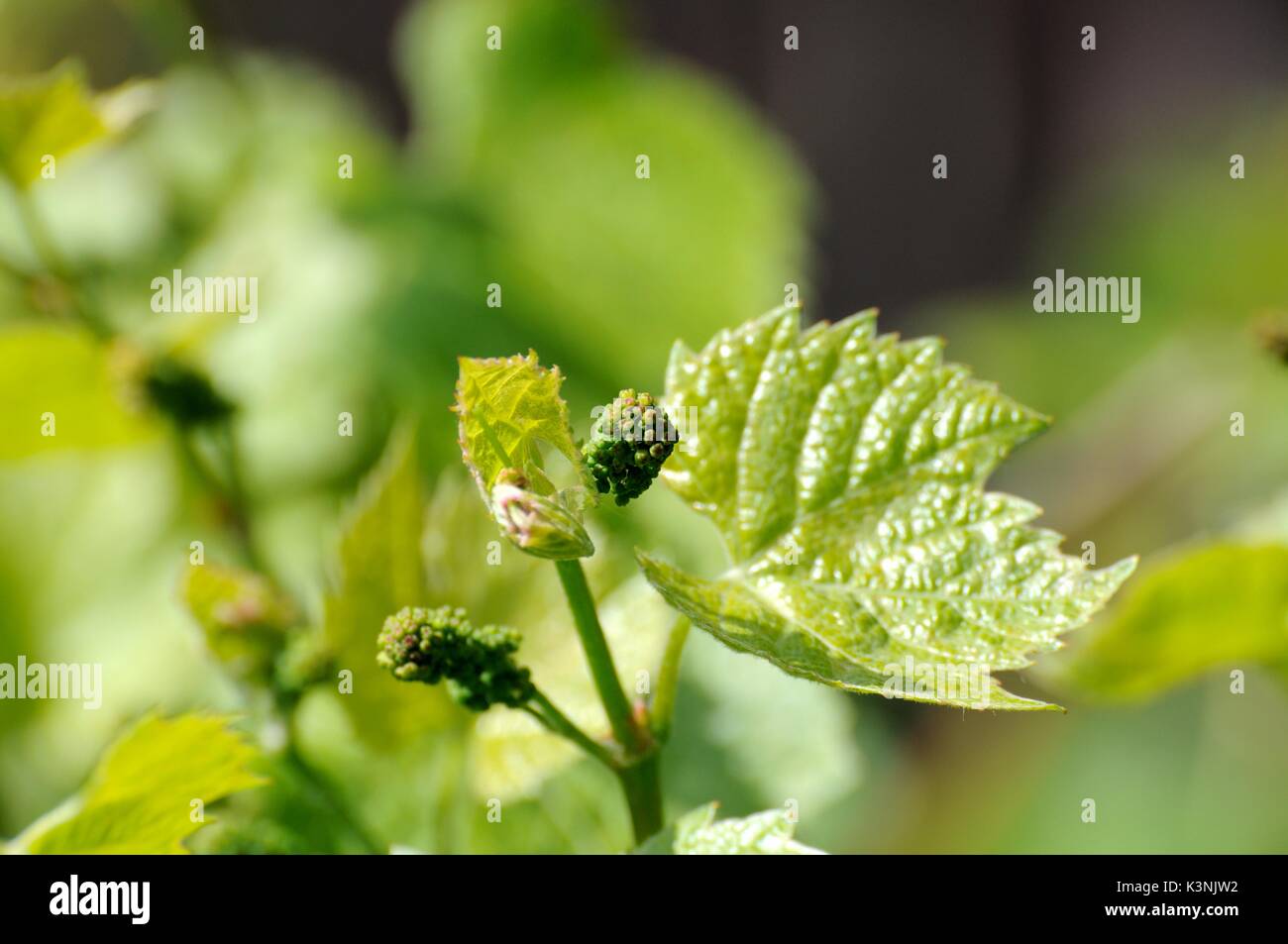 Grape vine in bloom and buds Stock Photo - Alamy