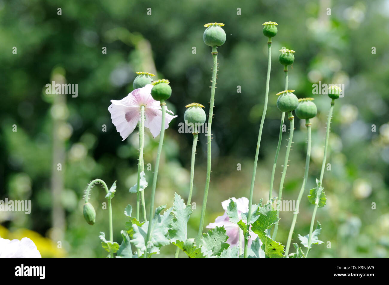 Green poppy heads in the garden Stock Photo - Alamy