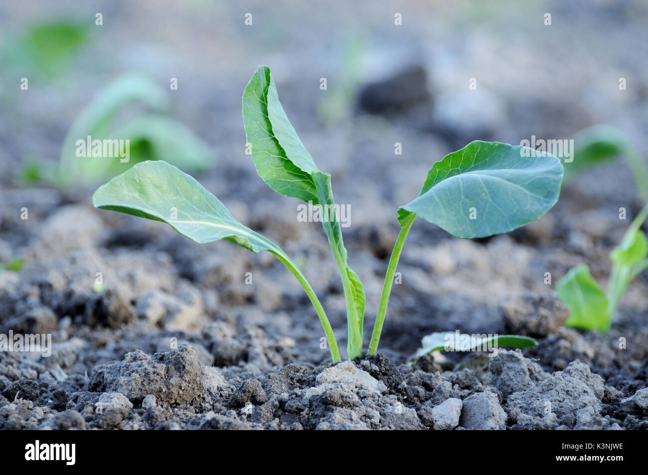 Pictures Of Young Cabbage Plants at Mason Duckworth blog