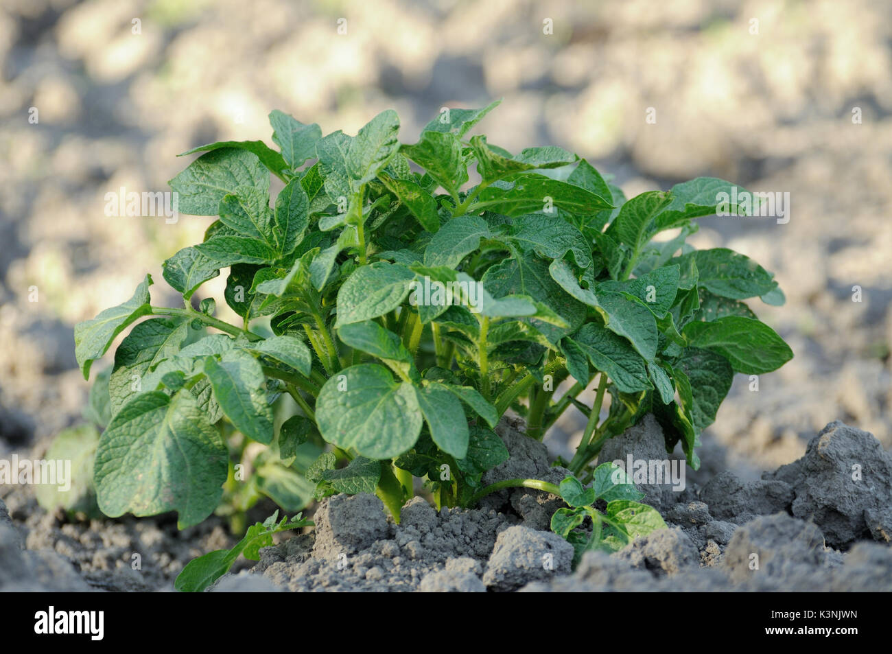 Potato crop agriculture food grow hi-res stock photography and images ...