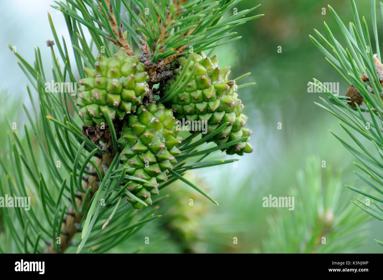 Bumps on the pine Stock Photo - Alamy