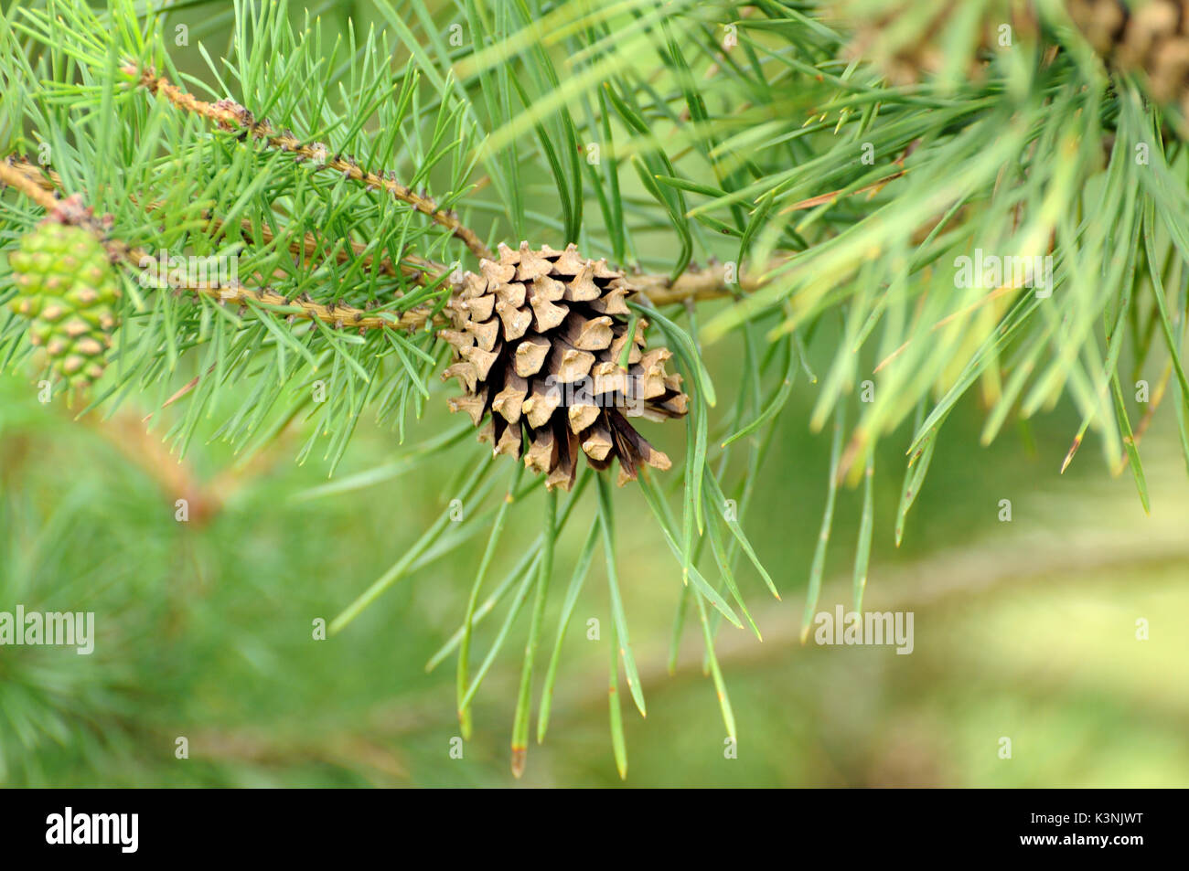 Bumps on the pine Stock Photo - Alamy