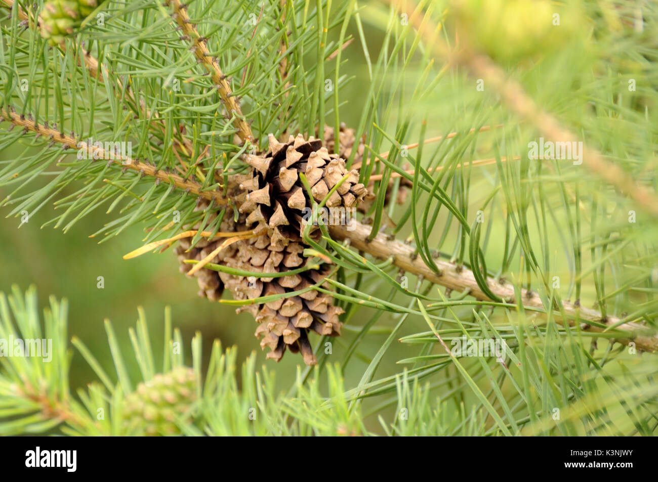 Bumps on the pine Stock Photo - Alamy