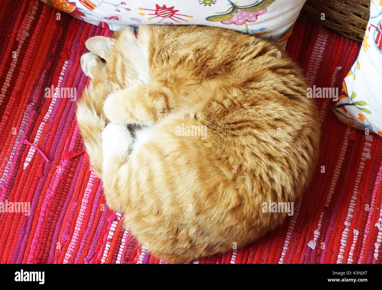 Fat ginger cat hi-res stock photography and images - Alamy