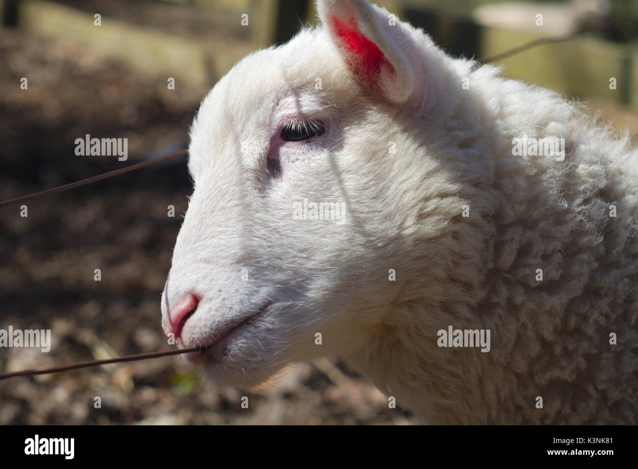 Biting fence hi-res stock photography and images - Alamy