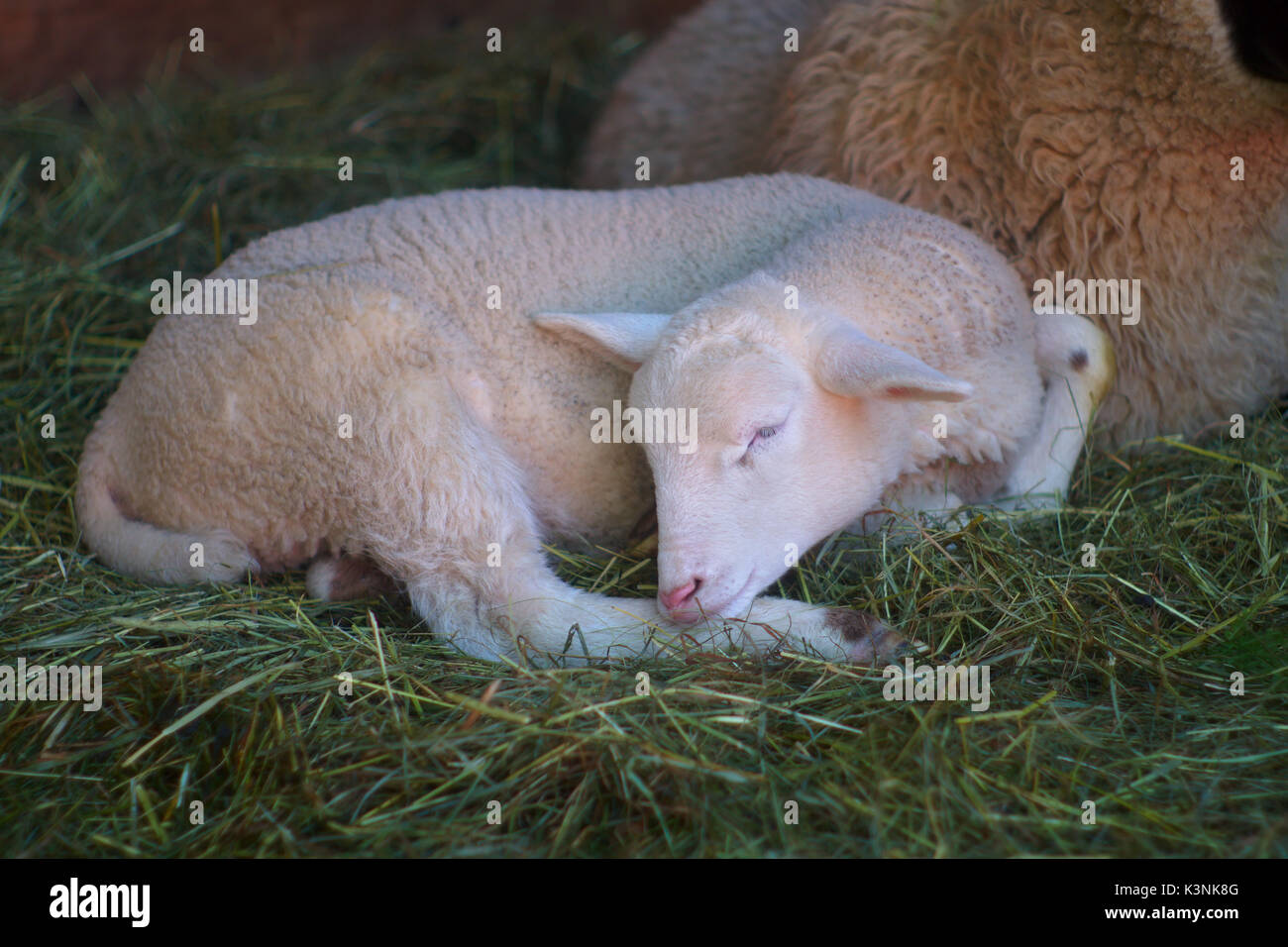Outdoor sleeping sheep hi-res stock photography and images - Alamy
