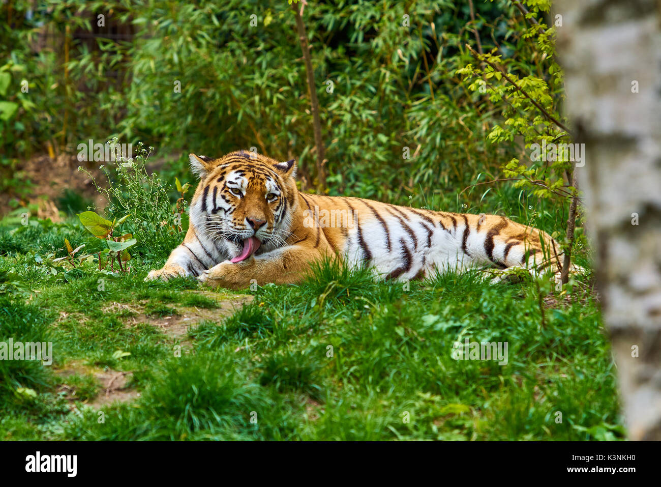 Tiger in forest. Tiger in the nature Stock Photo - Alamy