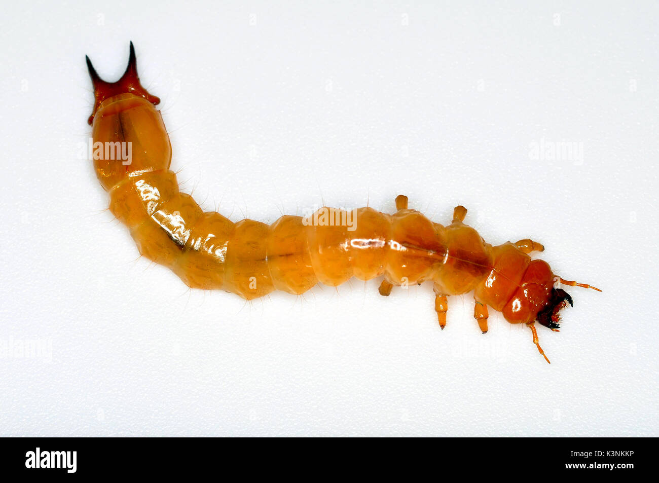 Pyrochroa serraticornis larvae hi-res stock photography and images - Alamy