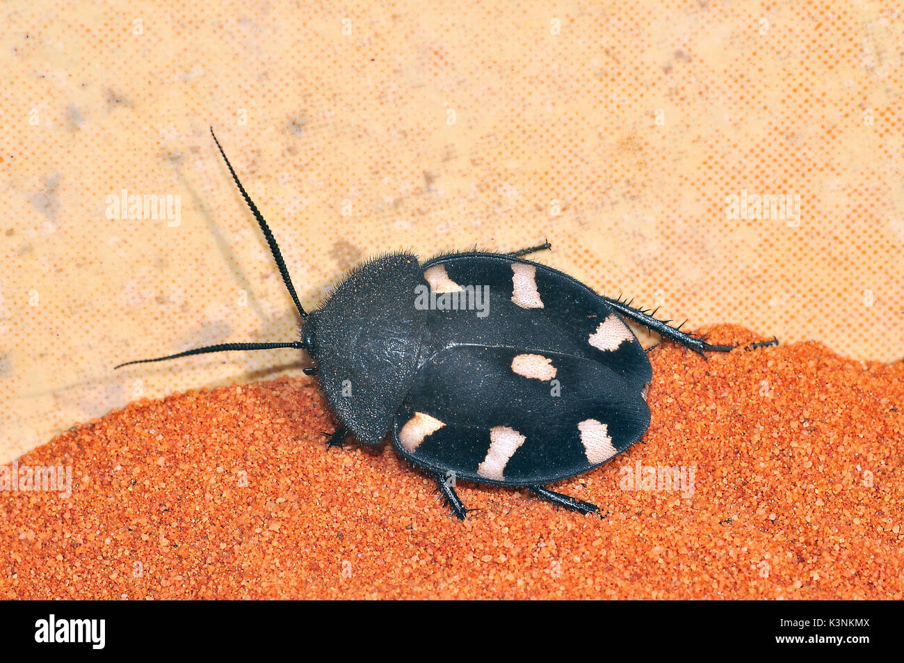 Cockroach beetle hi-res stock photography and images - Alamy