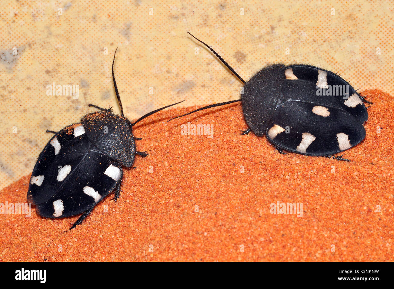 Indian domino cockroach therea petiveriana hi-res stock photography and ...