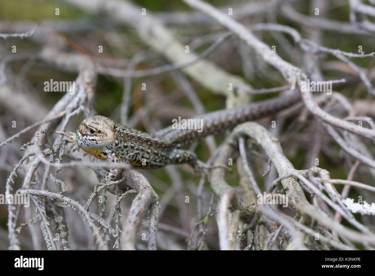 Male common lizard, also known as viviparous lizard (Zootoca vivipara ...