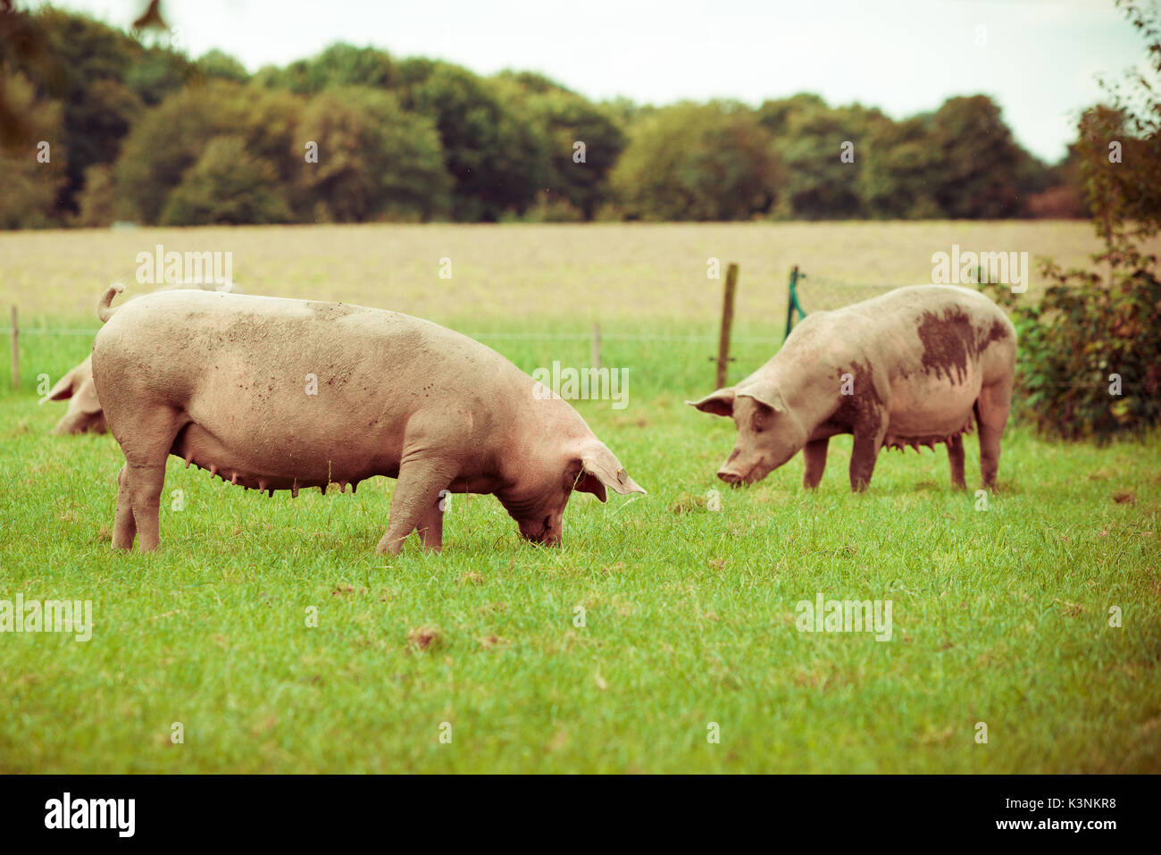 Pig farm. pigs in field. Healthy pig on meadow Stock Photo - Alamy