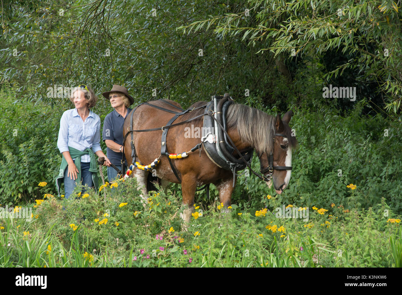 Heavy horse about to pull a horse-drawn barge on the River Wey at ...