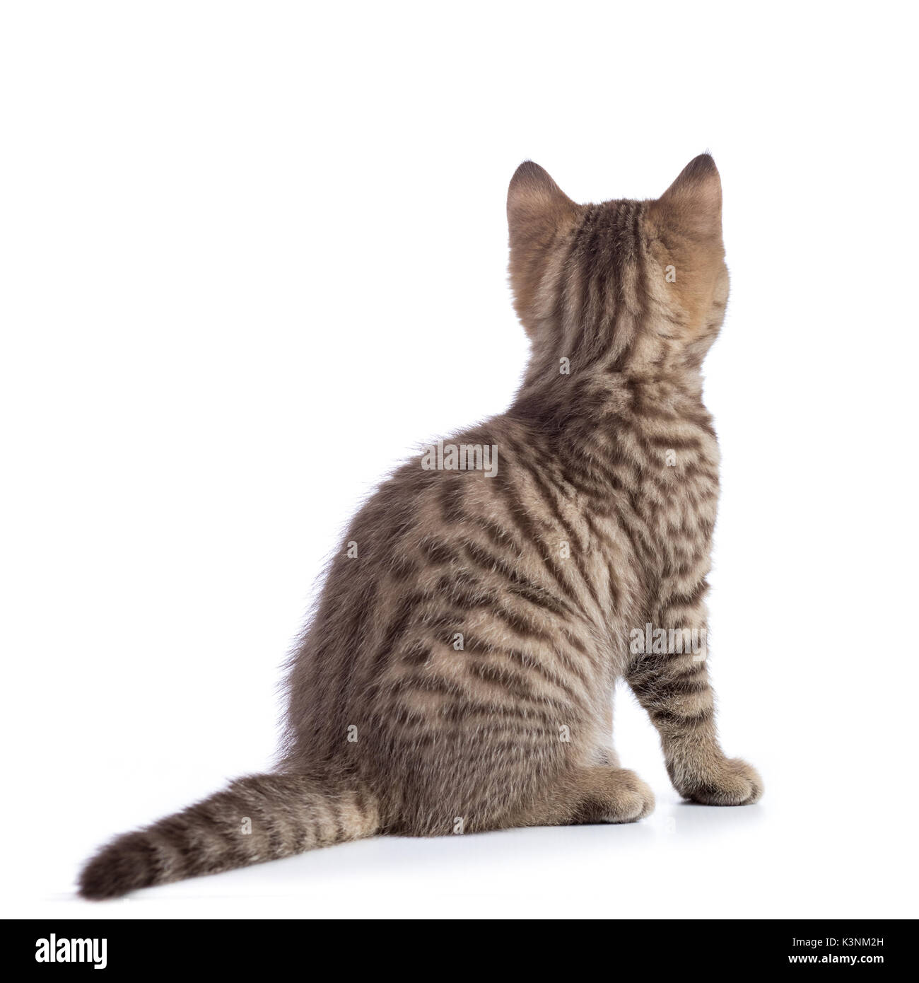 rear view of tabby-cat kitten isolated on white background Stock Photo ...
