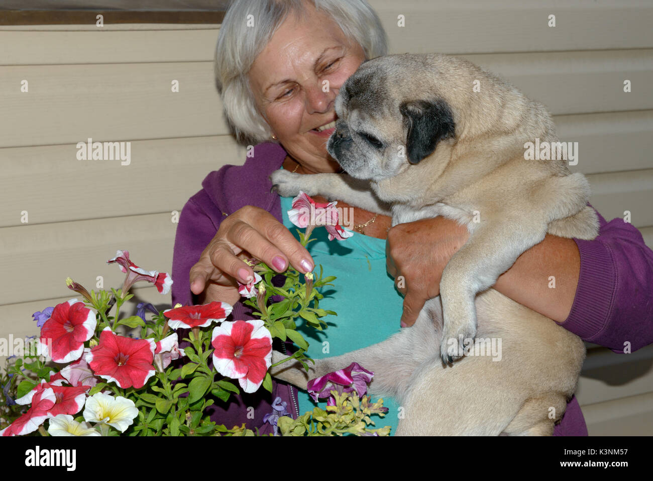 Close-up old pet pug dog that is sitting on arms senior grey-haired ...