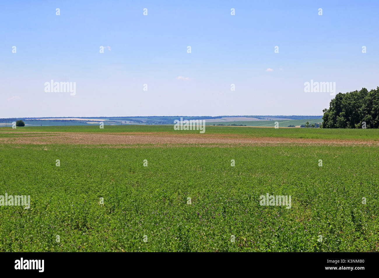 View of green lucerne field under blue sky Stock Photo - Alamy
