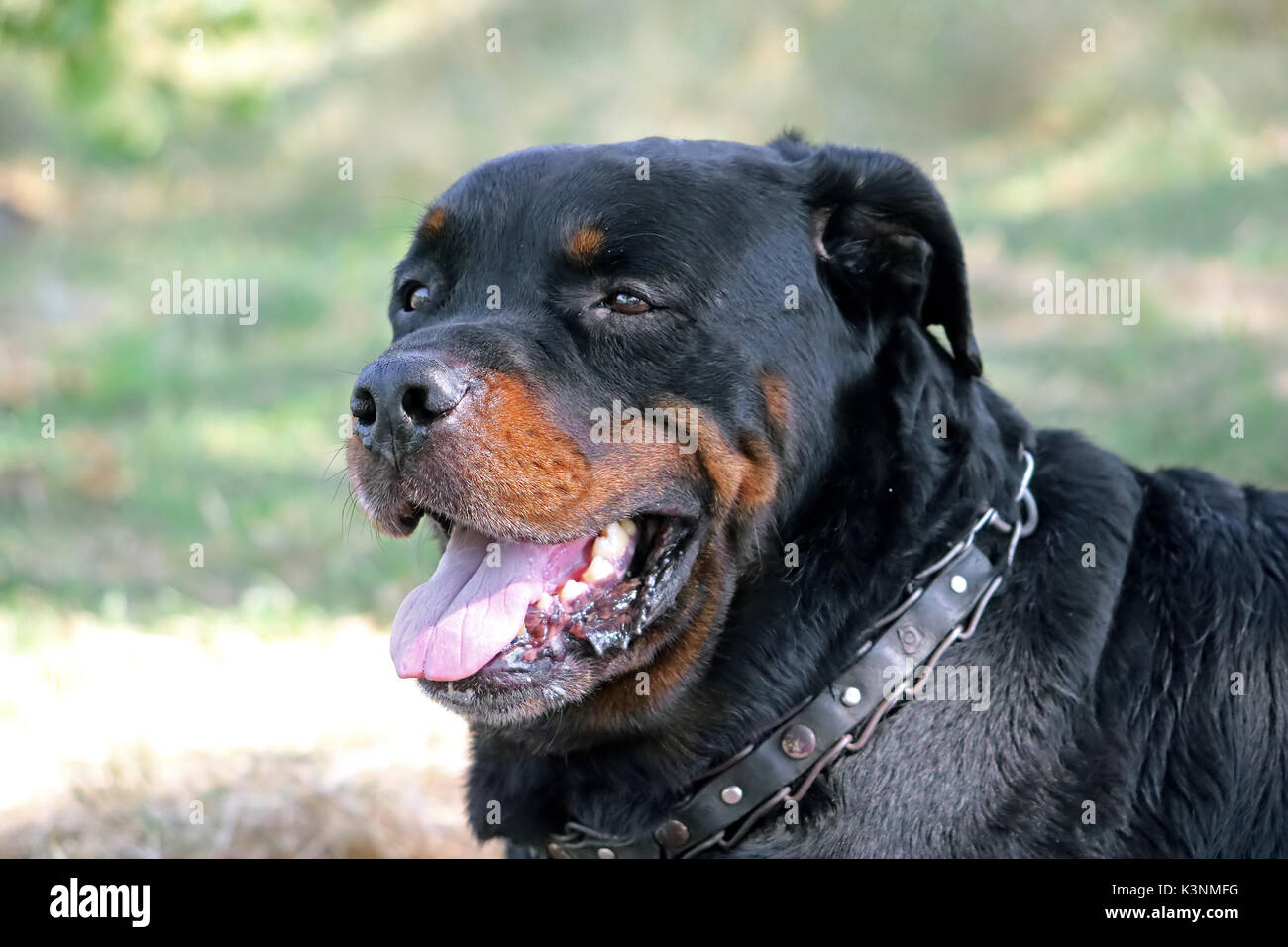 Rottweiler old hi-res stock photography and images - Alamy