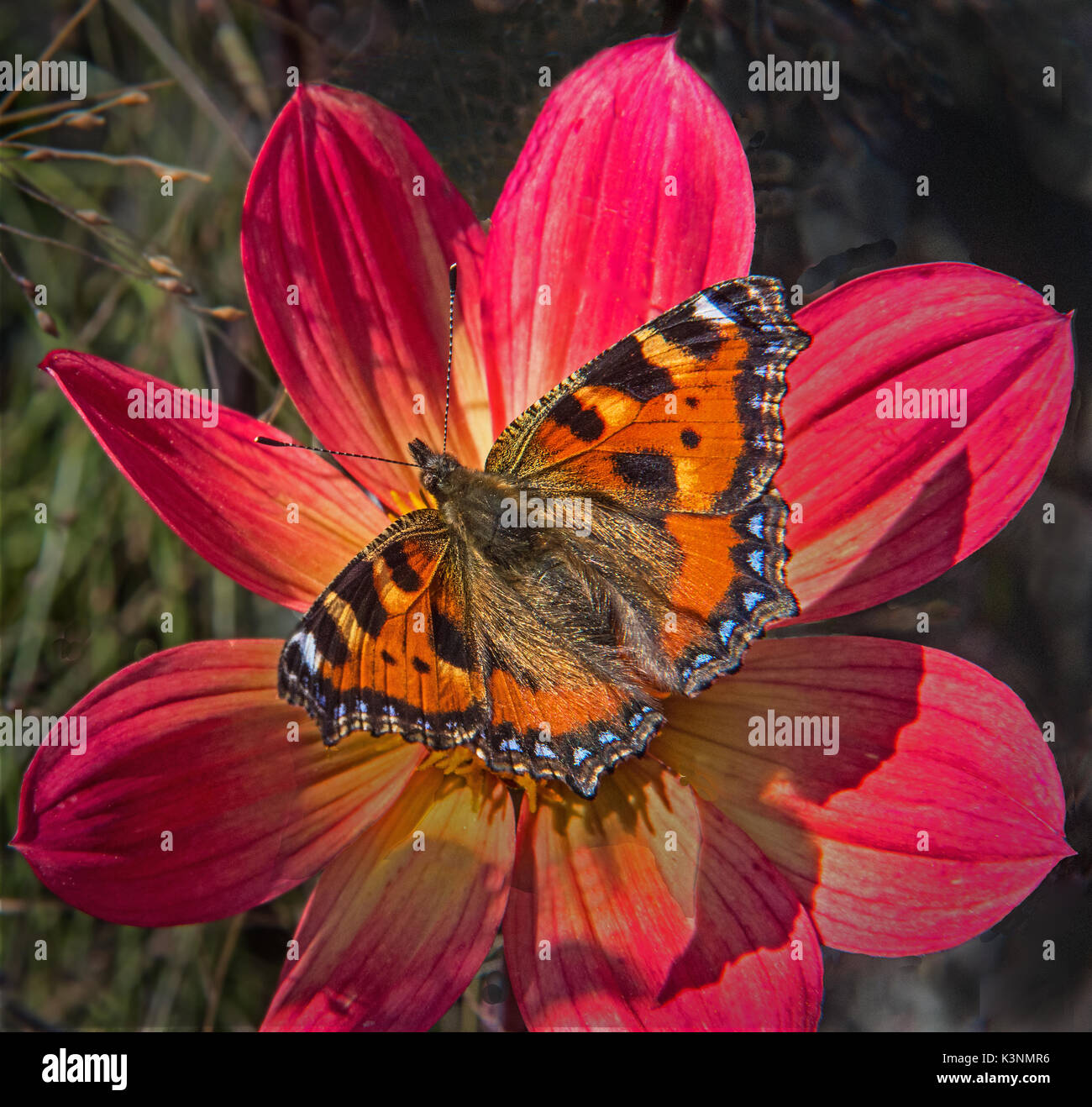 Tortoiseshell Shell Stock Photos & Tortoiseshell Shell Stock Images - Alamy