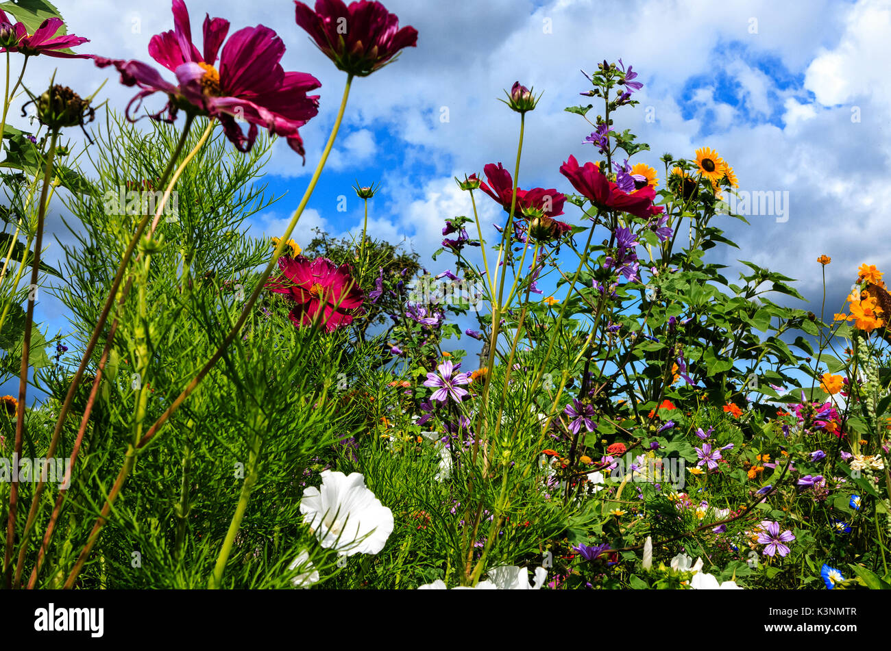 Landscape with wild flowers hi-res stock photography and images - Alamy