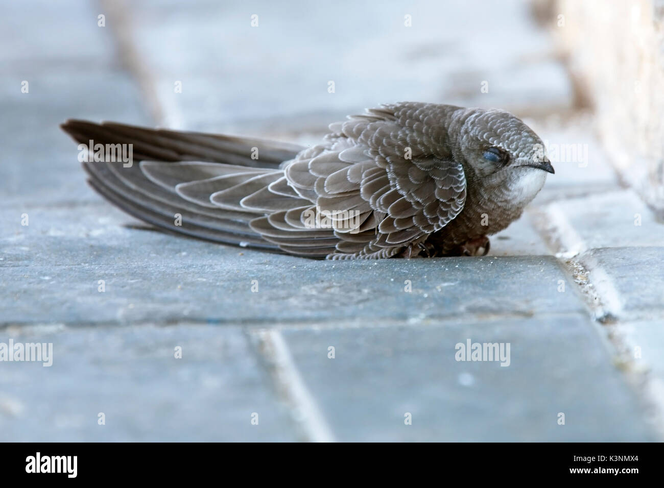 Pallid Swift, (Apus pallidus) exhausted, grounded on a chilly morning ...