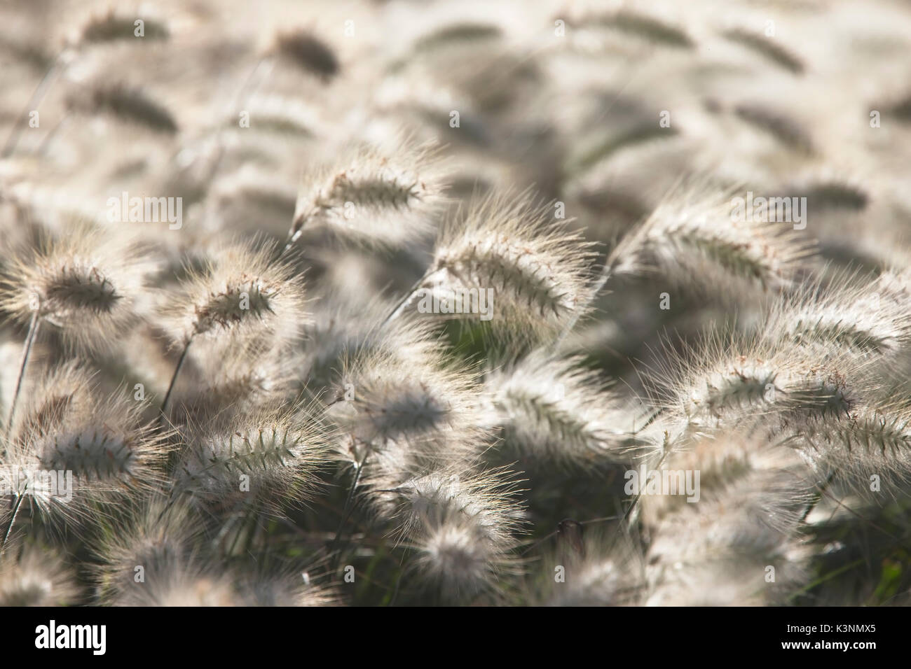 Grass seedheads hi-res stock photography and images - Alamy
