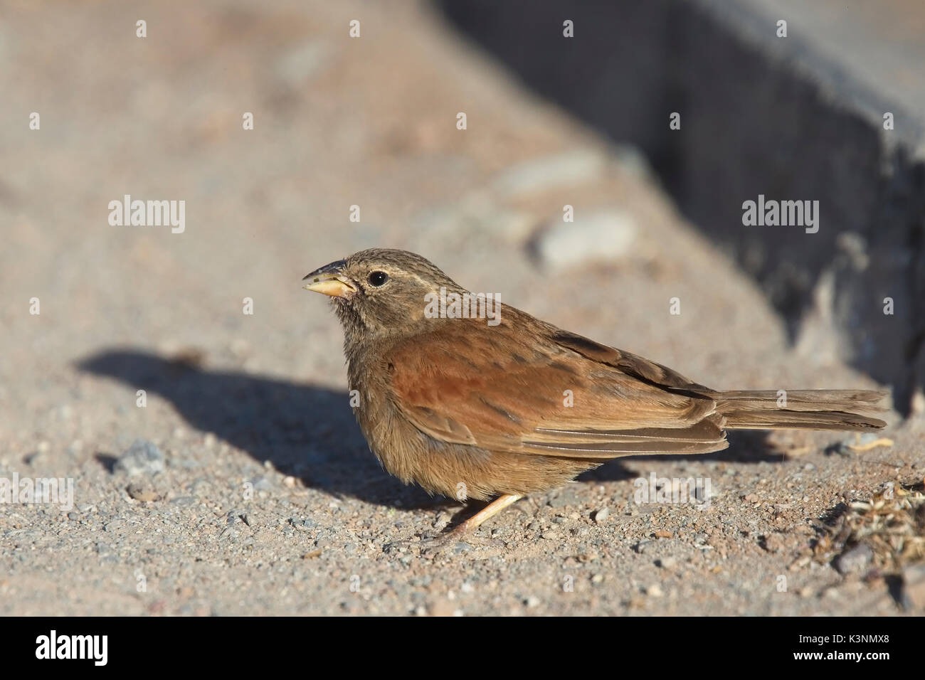 House Bunting, (Emberiza sahari), female collecting grit, Essaouira ...
