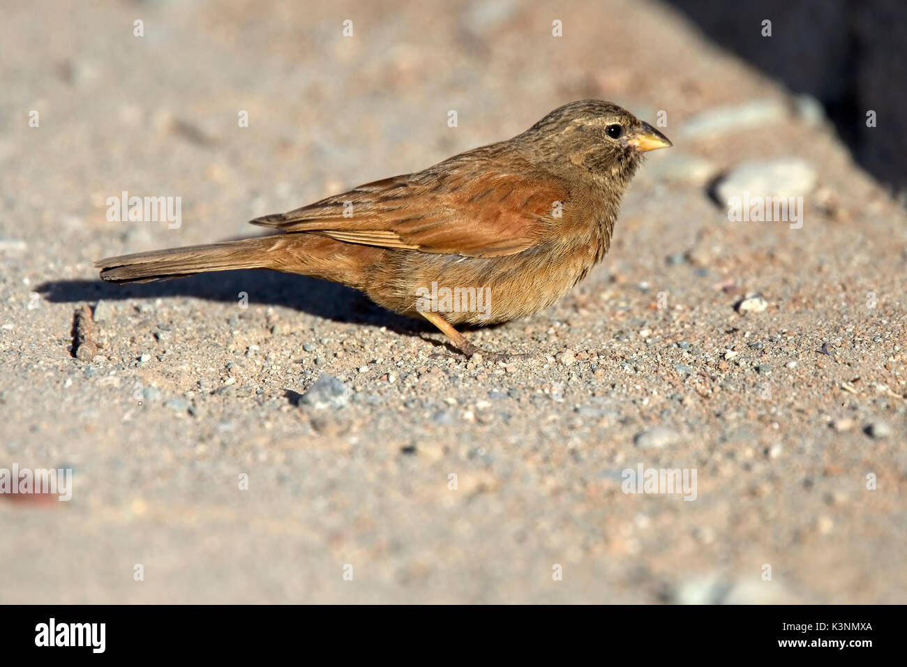 House Bunting, (Emberiza sahari), female, Essaouira, Morocco Stock ...