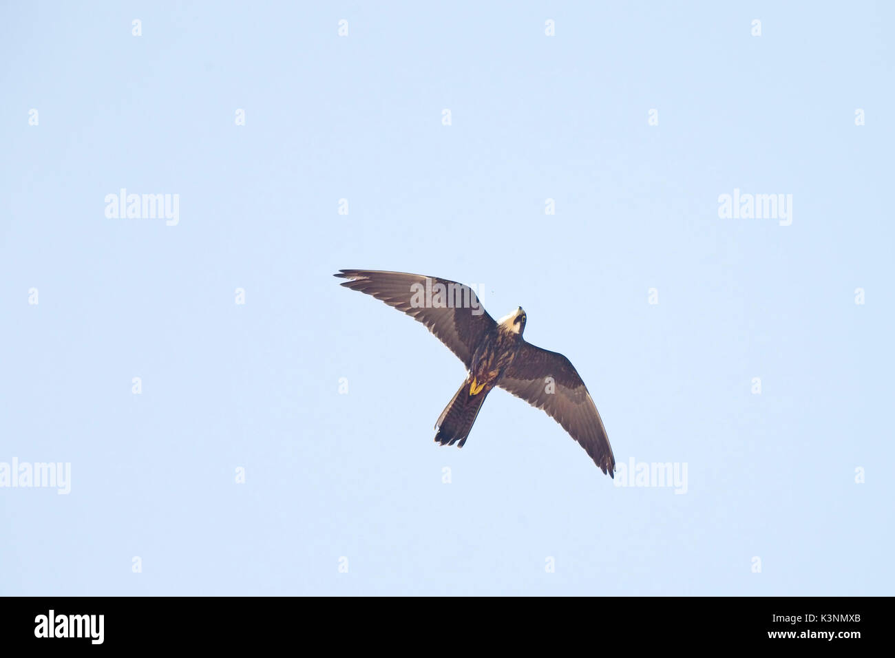 Eleonora's Falcon (Falco eleonorae), flying overhead looking down ...