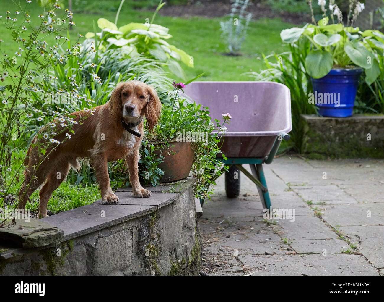 Cocker spaniel flowers hi-res stock photography and images - Alamy
