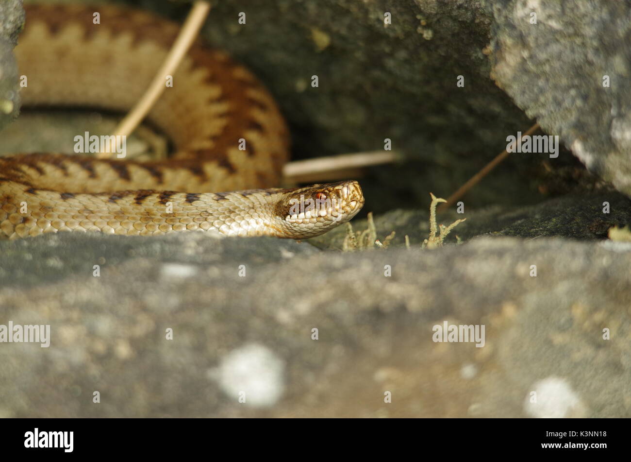 Female adder vipera berus close hi-res stock photography and images - Alamy
