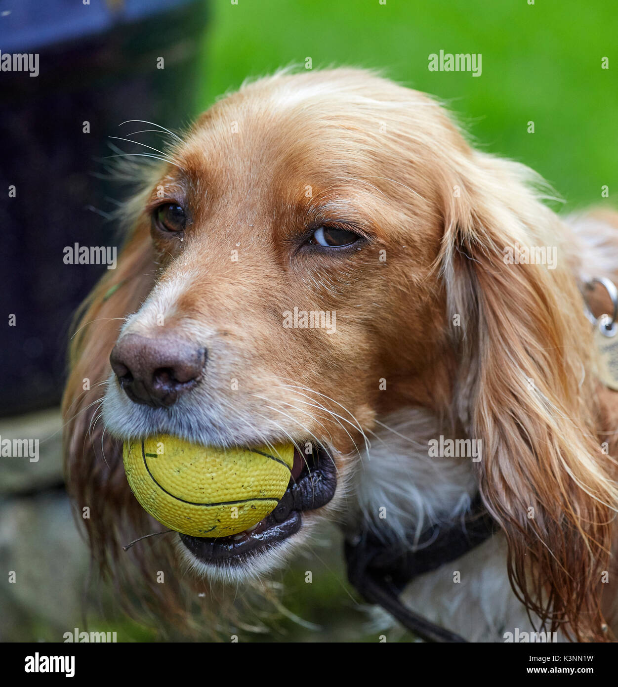 Working Cocker Spaniel at play. Nidderdale, North Yorkshire, England ...