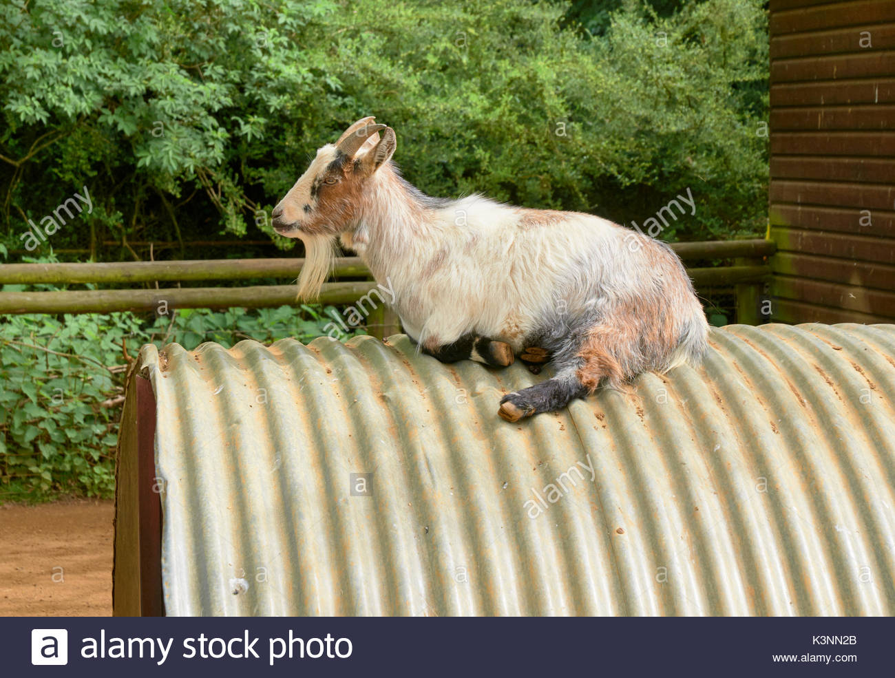 African Goat High Resolution Stock Photography and Images - Alamy