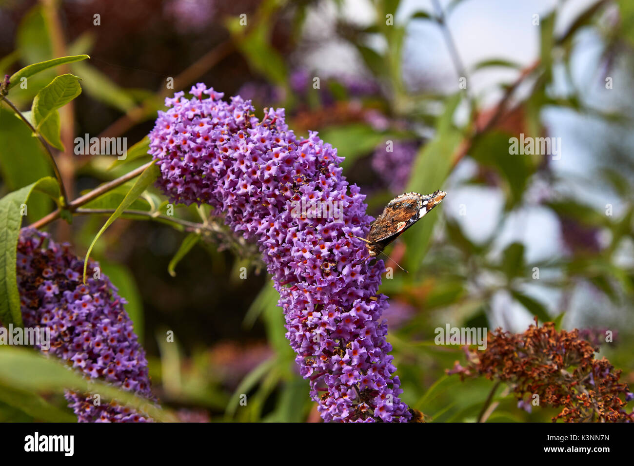 Budleia Davidii High Resolution Stock Photography and Images - Alamy