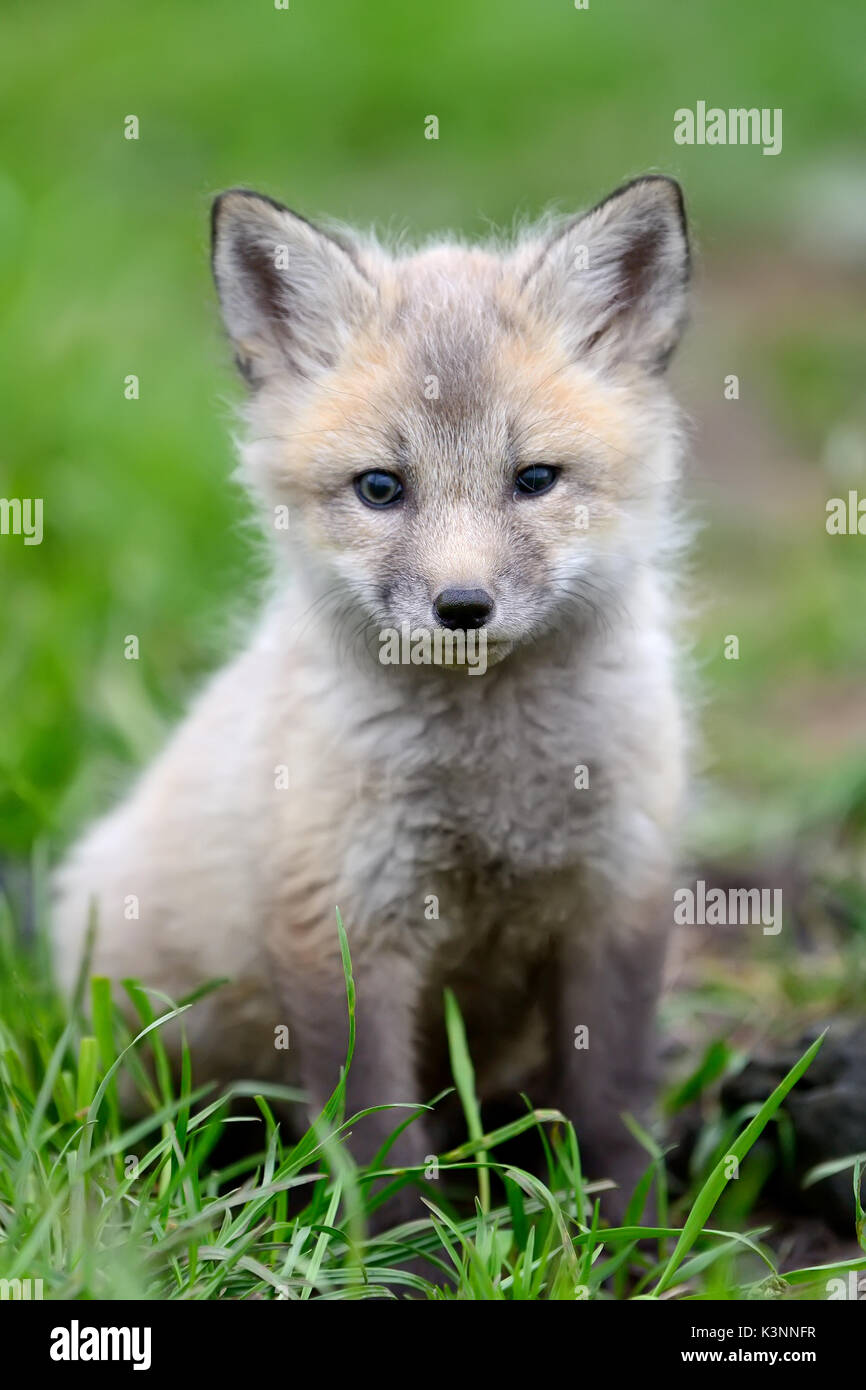 Close up fox cub in grass Stock Photo - Alamy