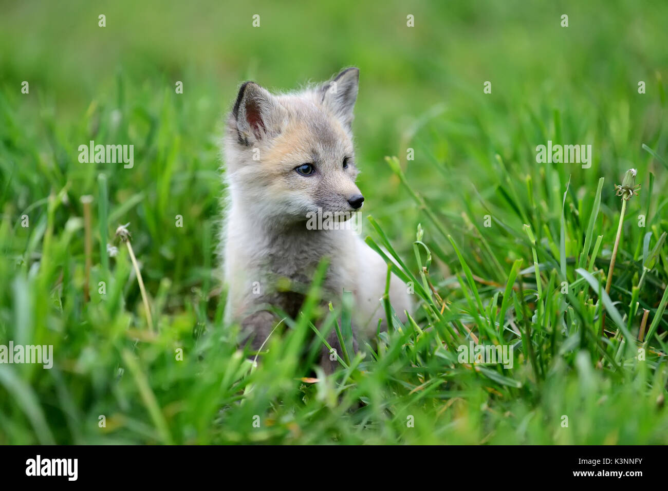 Close up fox cub in grass Stock Photo - Alamy