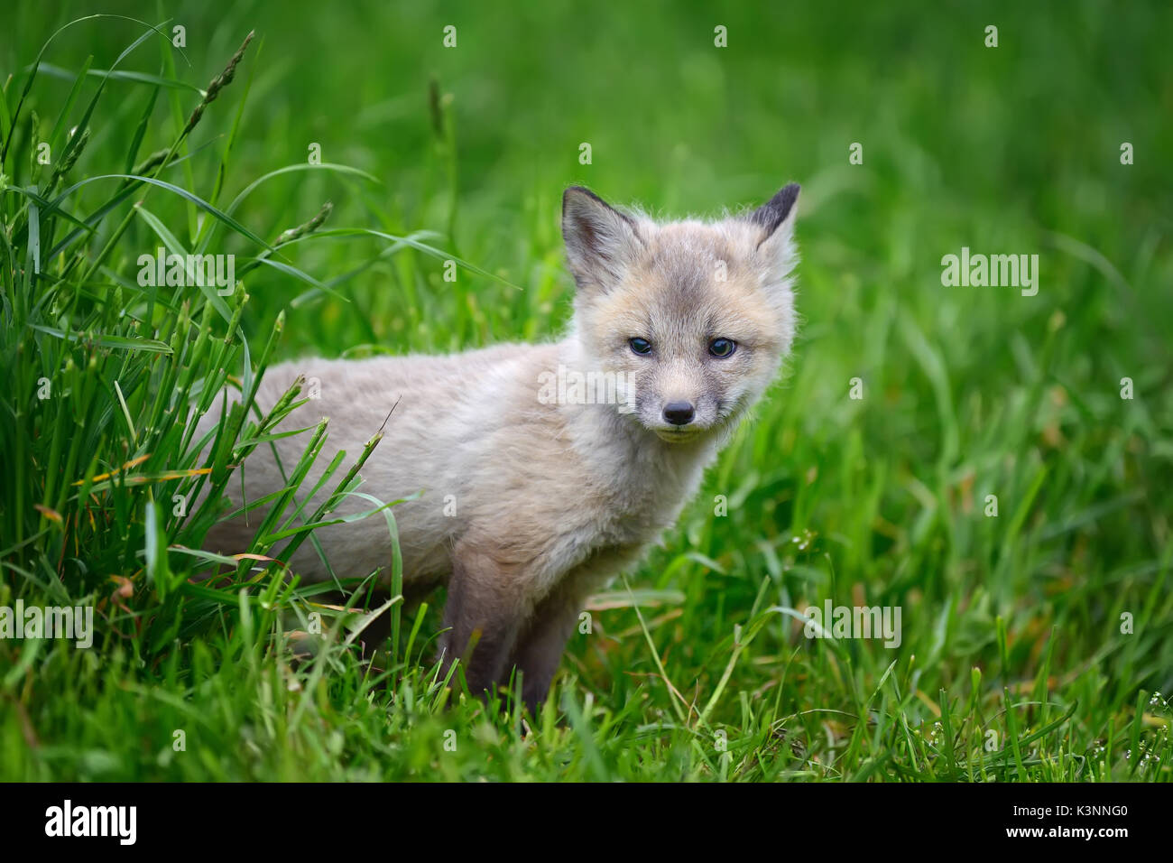 Close up fox cub in grass Stock Photo - Alamy