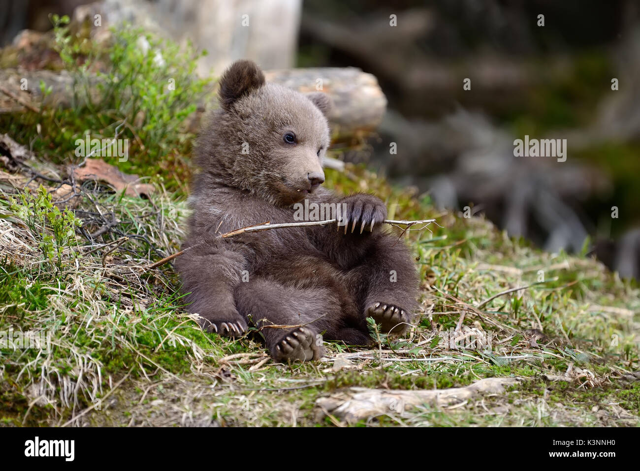 Baby Brown Bear Sleeping